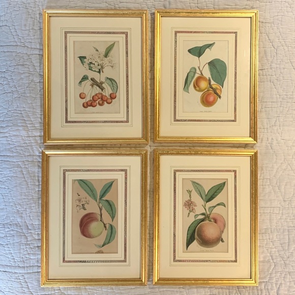 Wall Decor | Antique Fruit Prints | Poshmark
